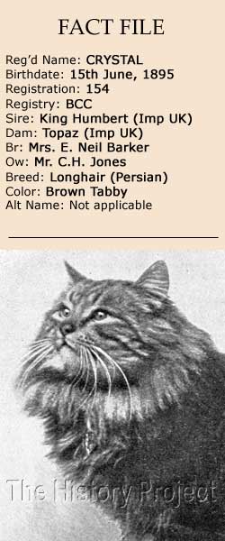 factfile-crystal-browntabby