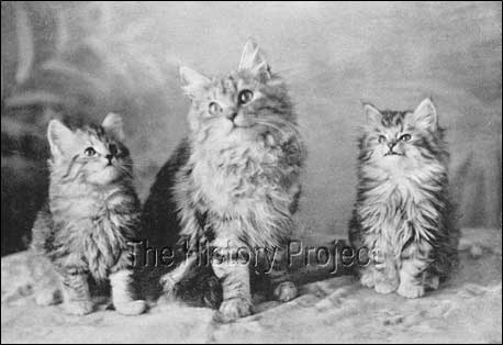 The History Project: Lady Vere de Vere