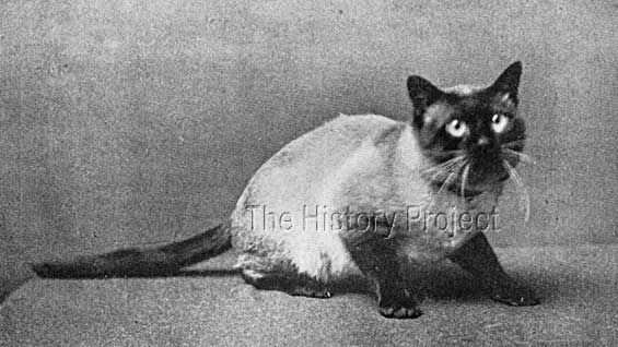 The History Project: Tiam O'Shian IV