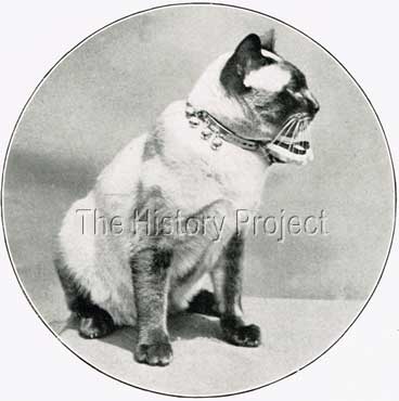 The History Project: Tiam O'Shian IV