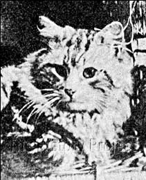 The History Project: Lady Vere de Vere